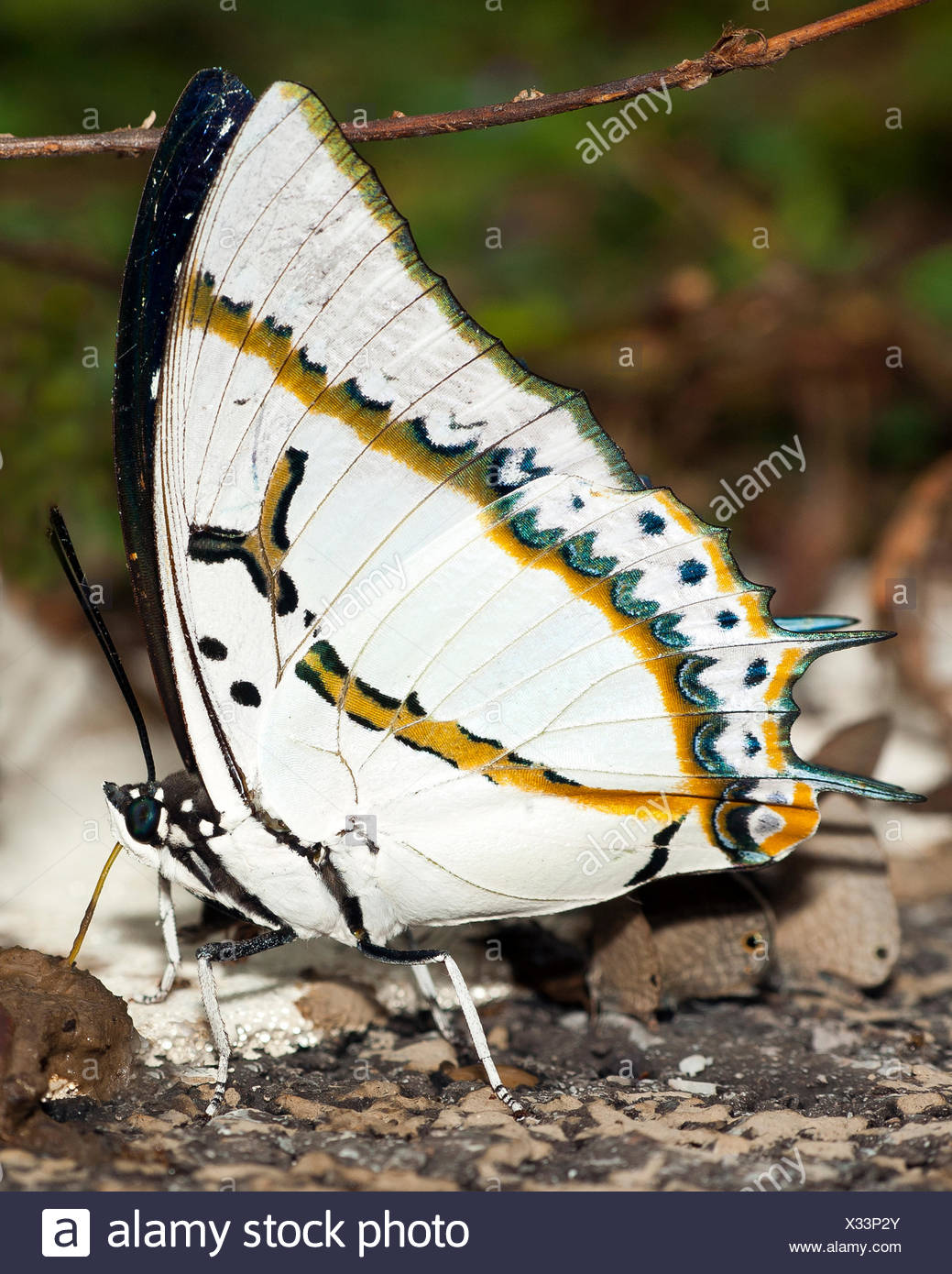 Polyura Nepenthes High Resolution Stock Photography and Images - Alamy