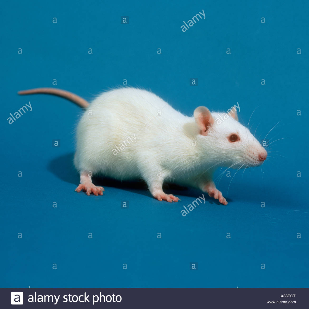 Dawley High Resolution Stock Photography and Images - Alamy