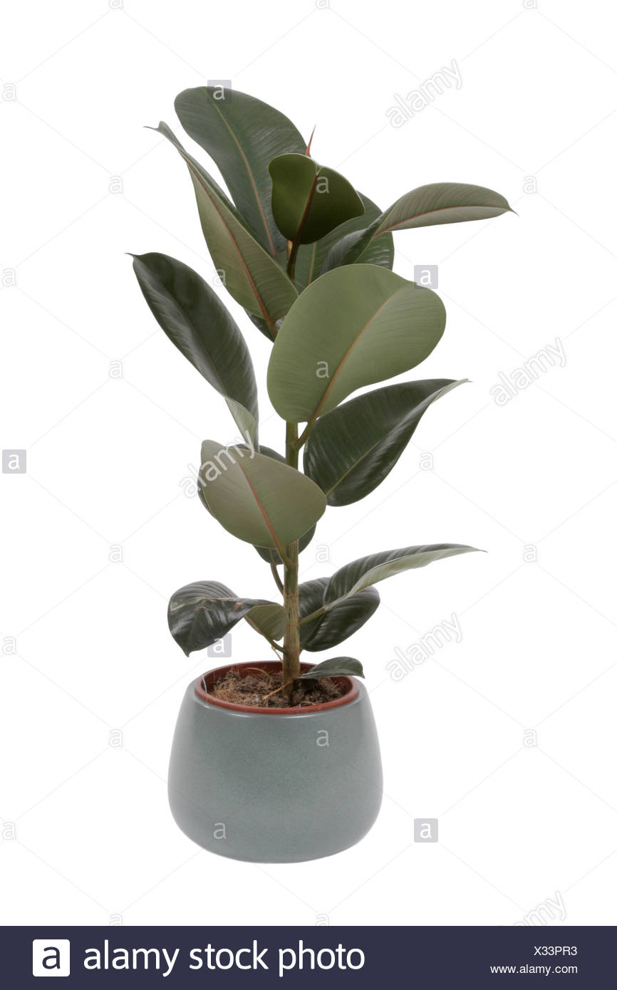 Indian Rubber Tree Stock Photos & Indian Rubber Tree Stock Images - Alamy