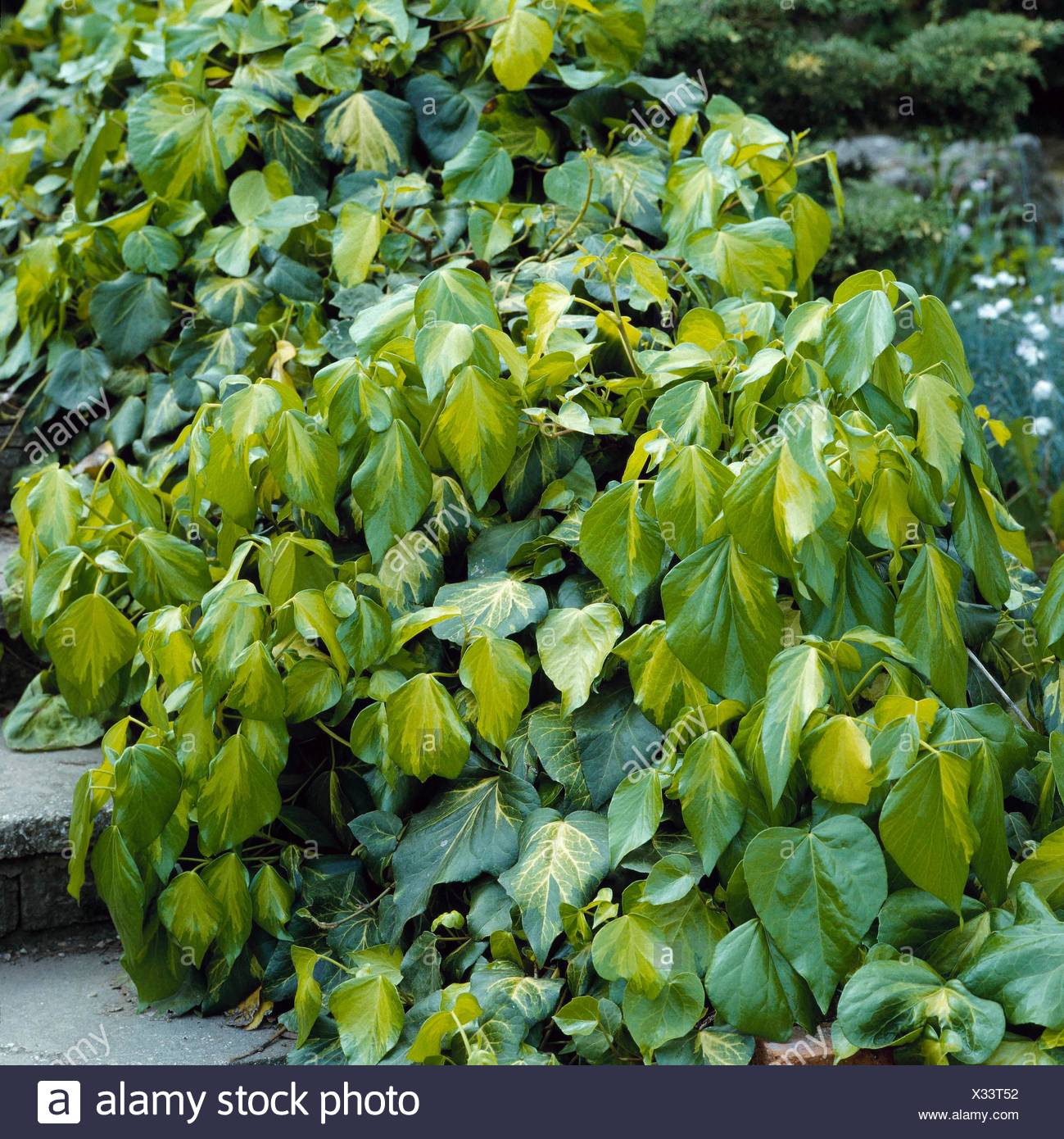 Hedera Colchica Sulphur Heart Stock Photos & Hedera Colchica Sulphur ...