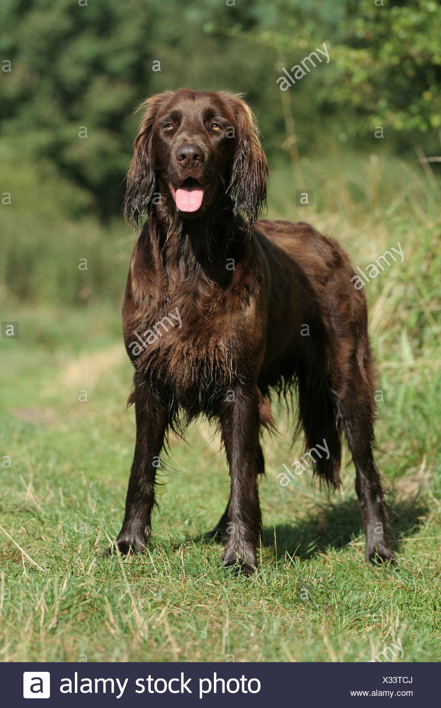Standing Pointer High Resolution Stock Photography and Images - Alamy
