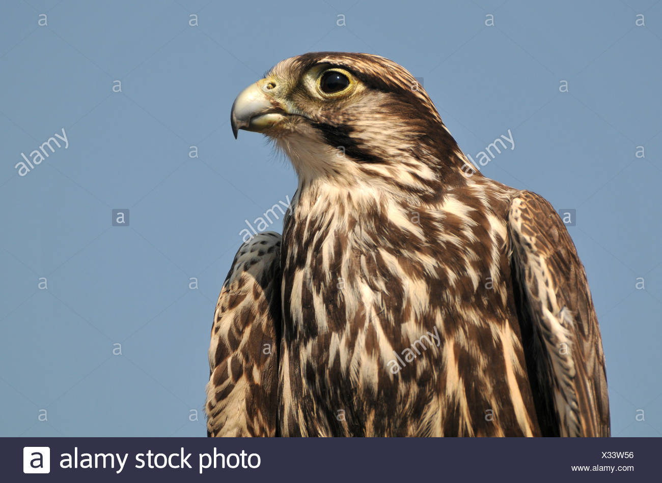 Sakerfalke High Resolution Stock Photography and Images - Alamy