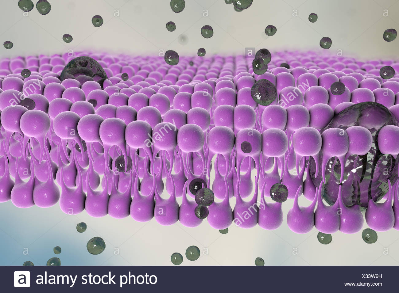 Plasma Membrane High Resolution Stock Photography and Images - Alamy