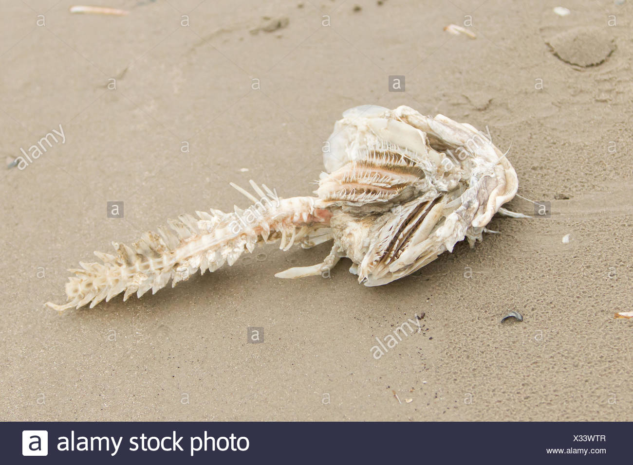 Decomposing Animal High Resolution Stock Photography and Images - Alamy