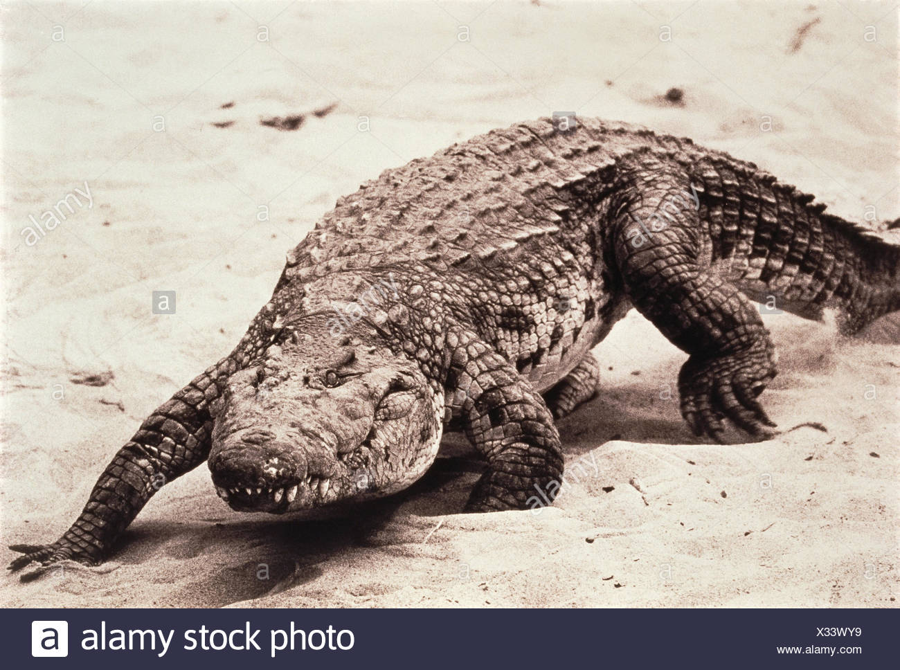 Crocodile Stalking Stock Photos & Crocodile Stalking Stock Images - Alamy