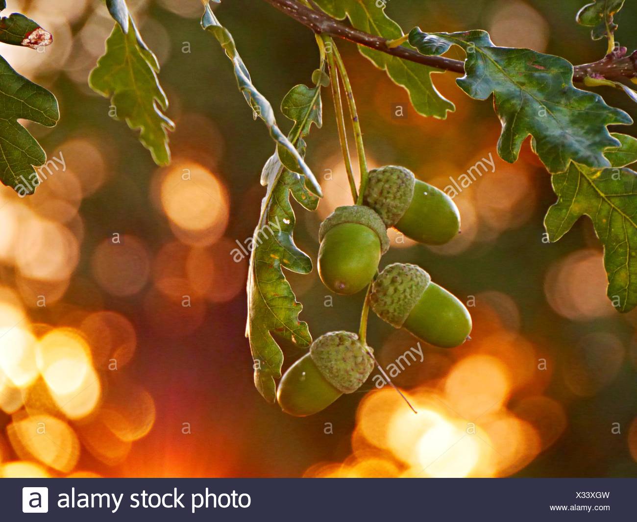 Acorns Growing On Oak Tree High Resolution Stock Photography and Images ...