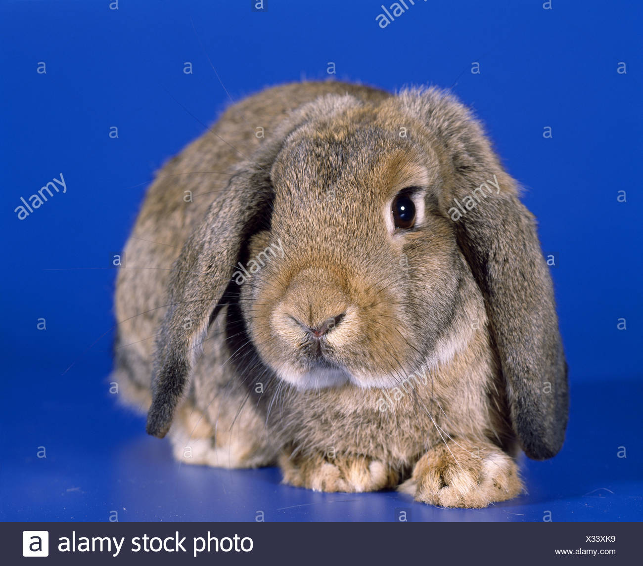 Front Facing Rabbit Stock Photos & Front Facing Rabbit Stock Images - Alamy