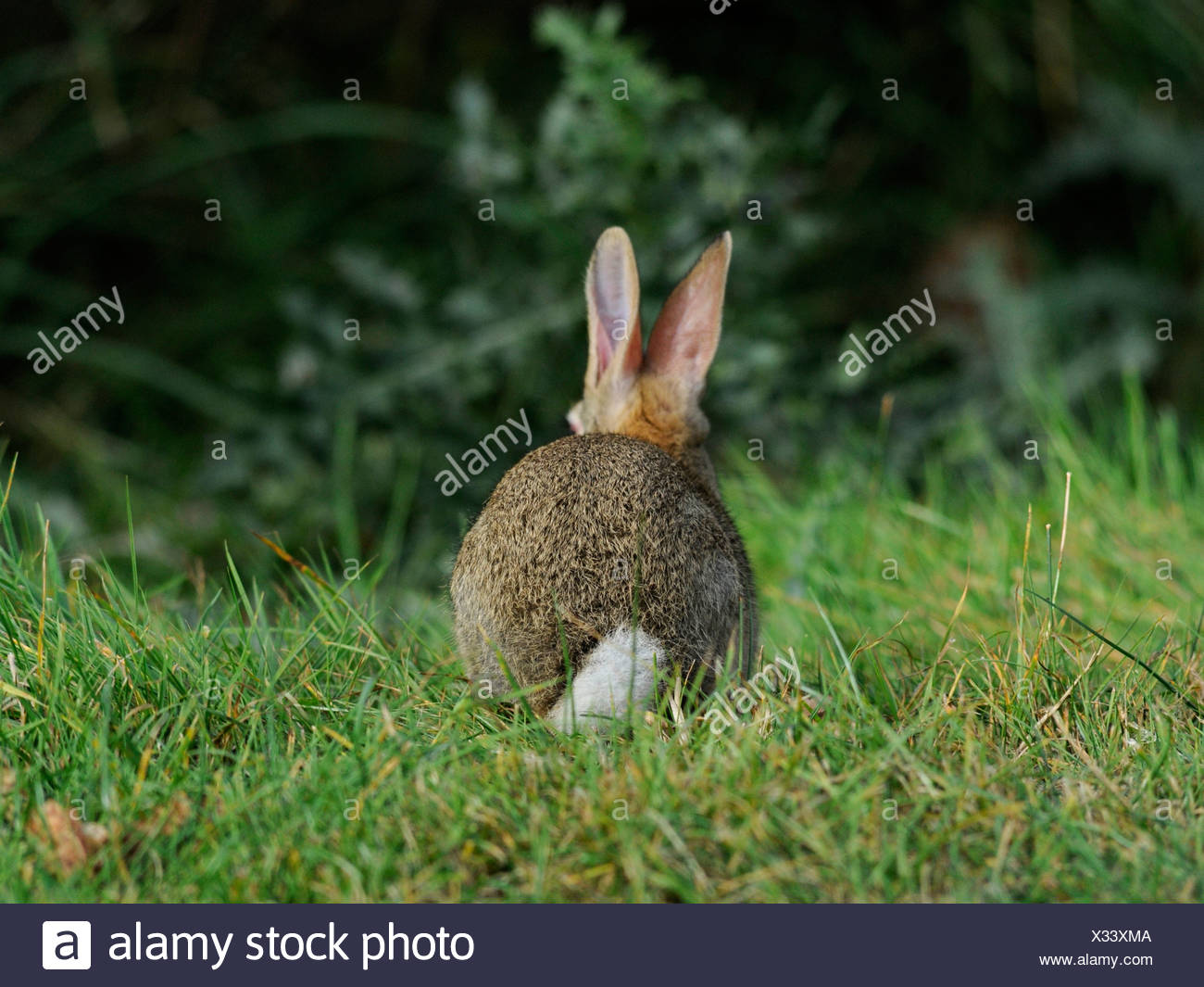 Cute Little Brown Rabbit High Resolution Stock Photography and Images ...