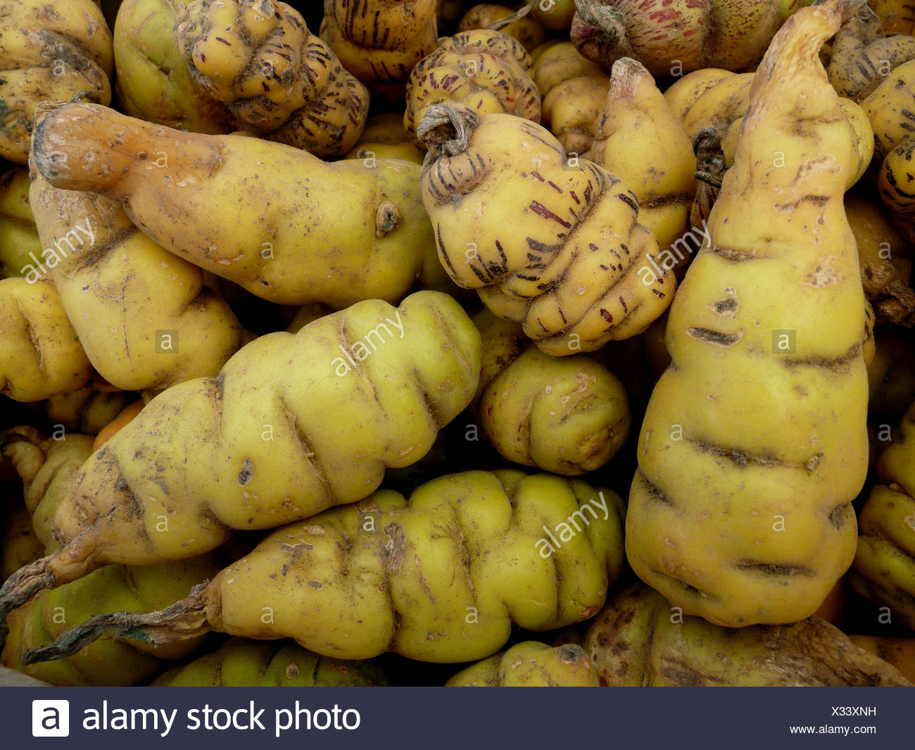Ullucus Tuberosus High Resolution Stock Photography and Images - Alamy