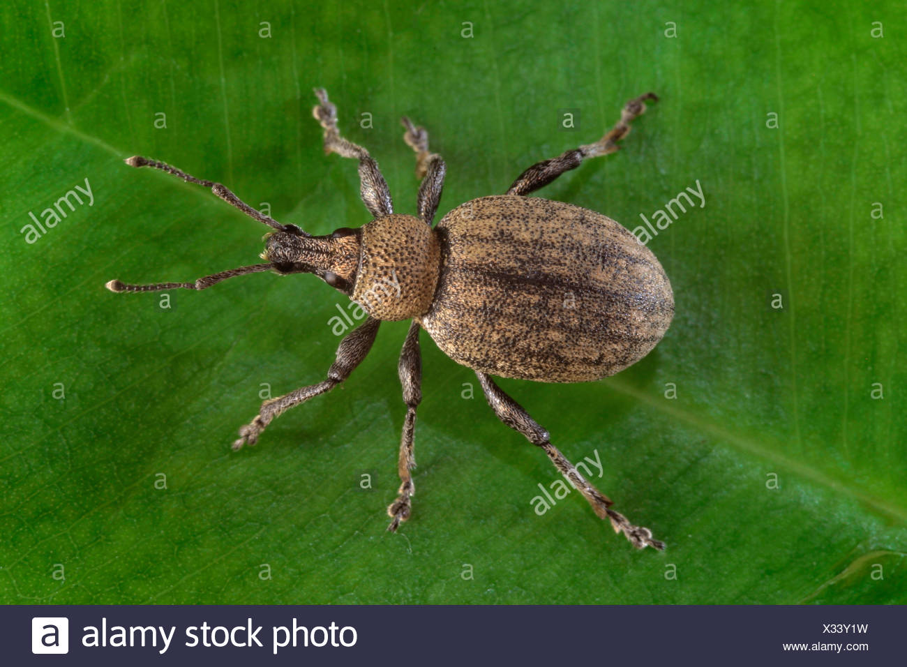 Curculio Nucum High Resolution Stock Photography and Images - Alamy
