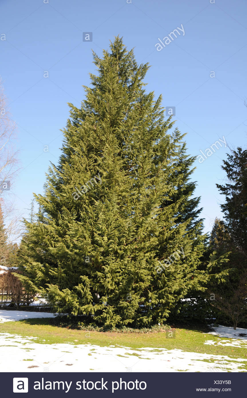 Leyland Cypress Tree High Resolution Stock Photography and Images - Alamy
