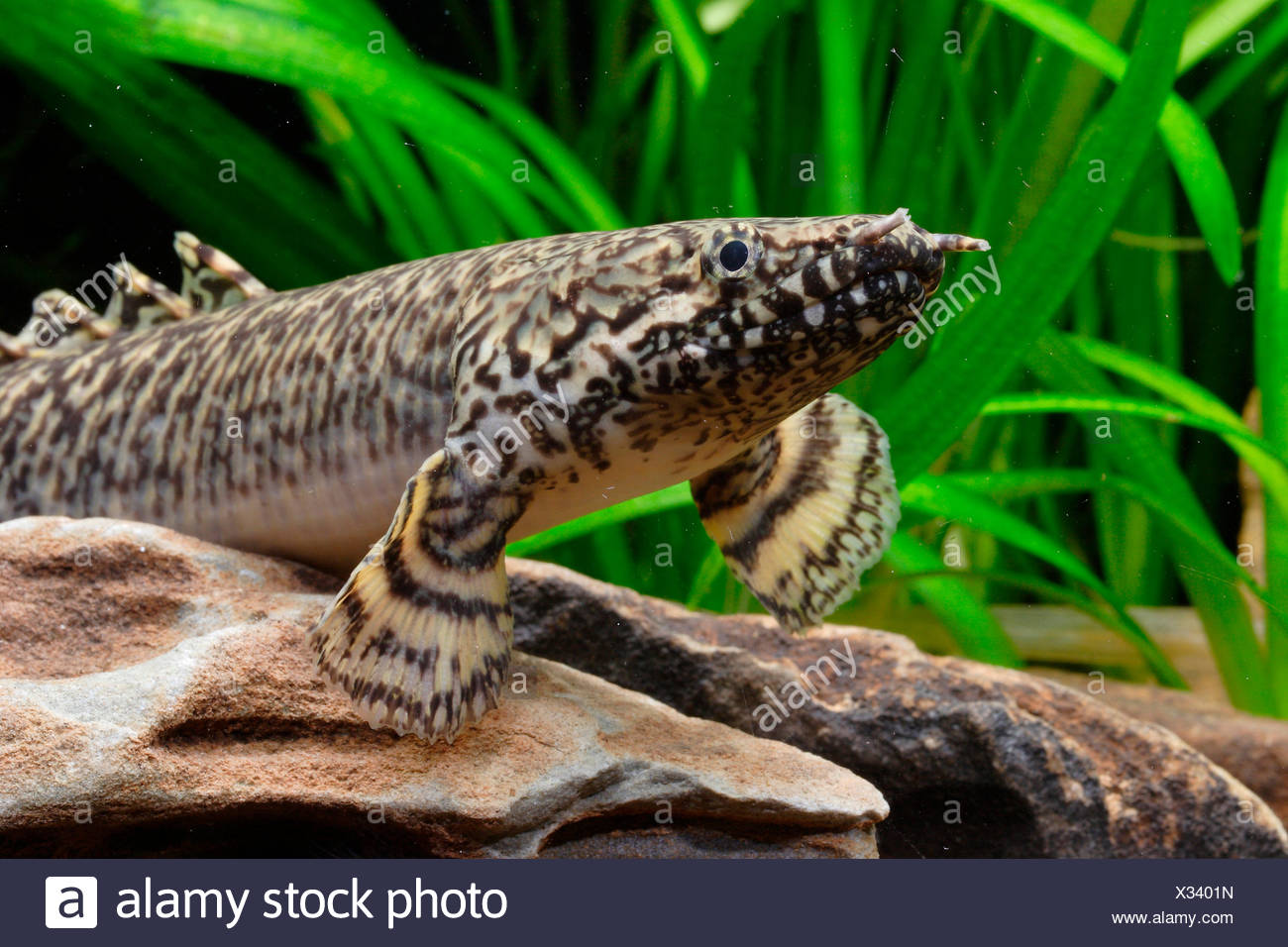 Polypterus Stock Photos & Polypterus Stock Images - Alamy