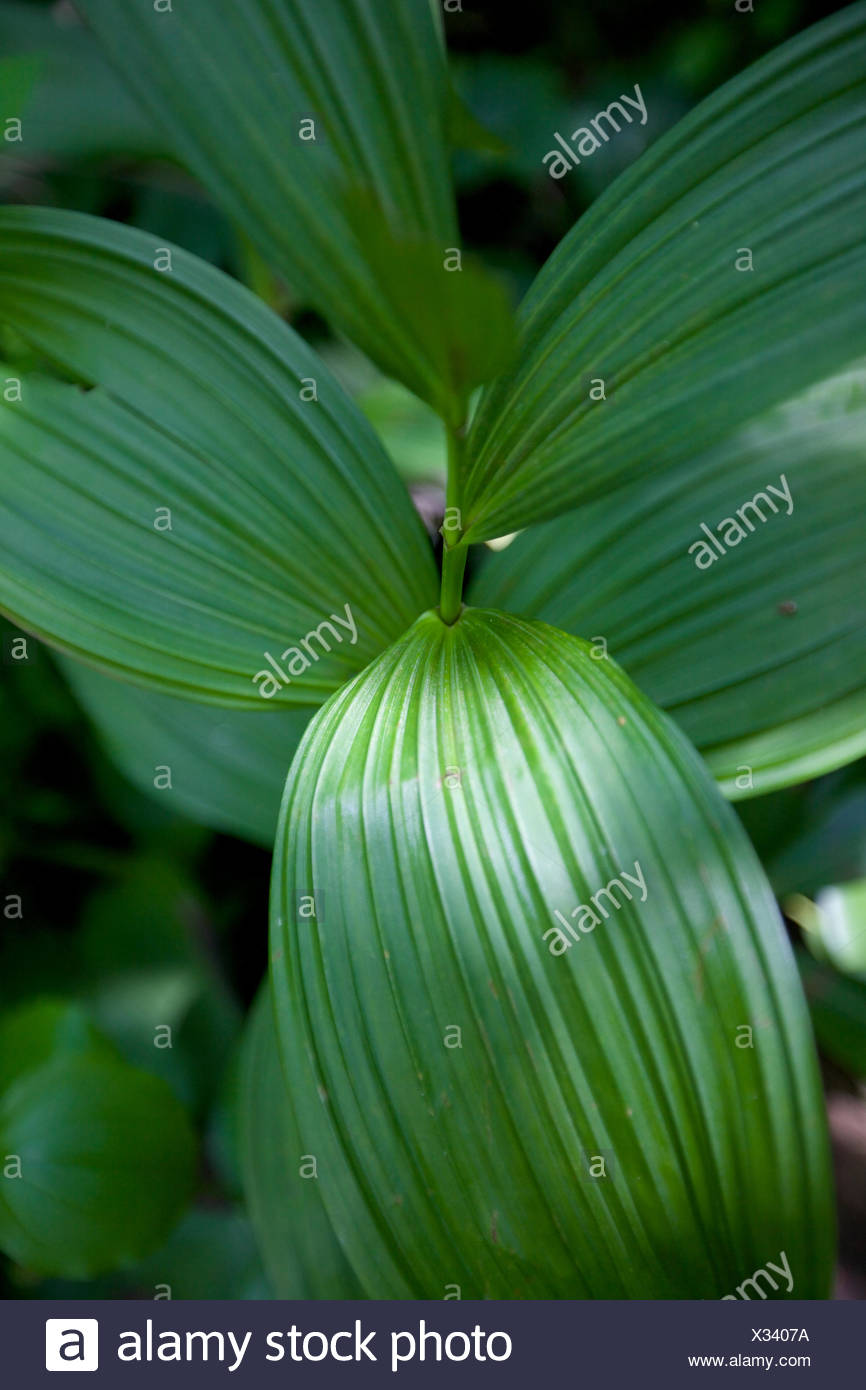 Venation Stock Photos & Venation Stock Images - Alamy