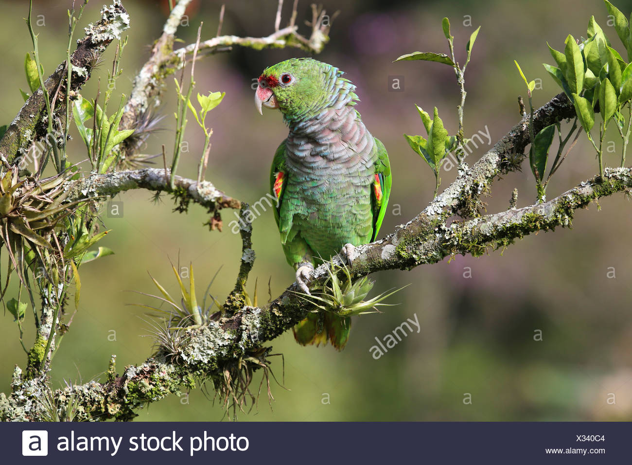 Vinaceous Amazons High Resolution Stock Photography and Images - Alamy