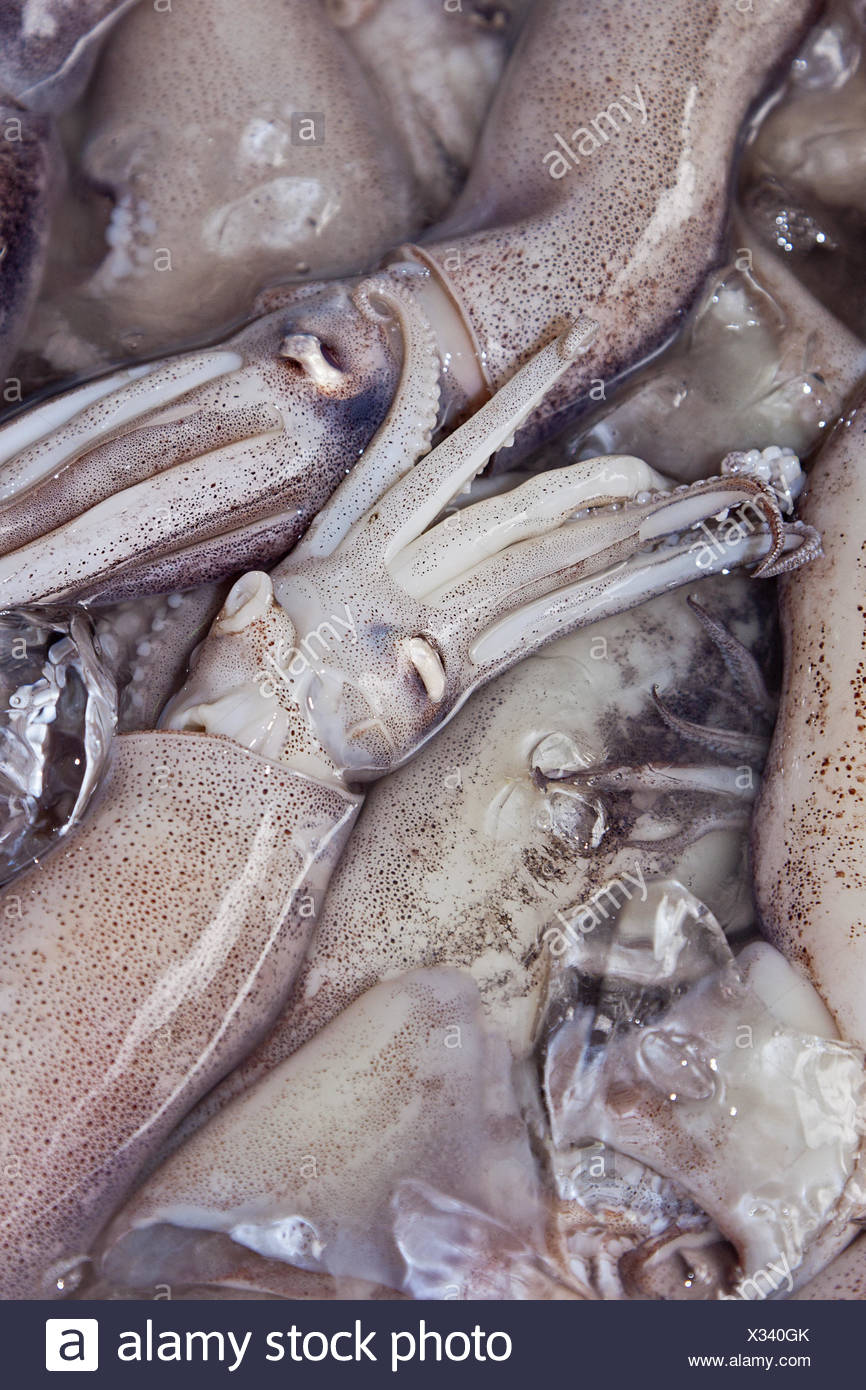 Squids Teuthida Stock Photos & Squids Teuthida Stock Images - Alamy