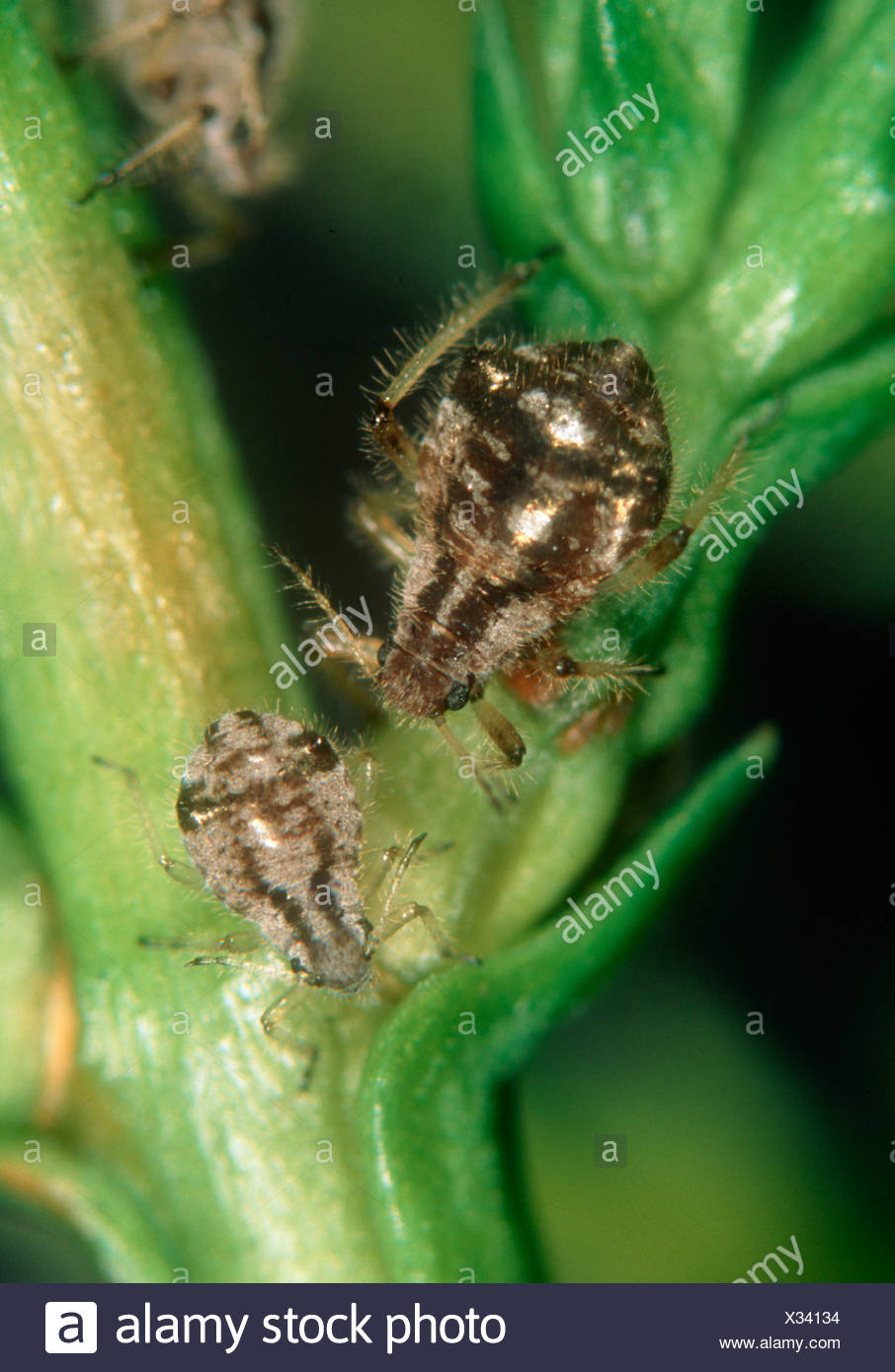 Cypress Aphid Cinara Cupressi On High Resolution Stock Photography and ...