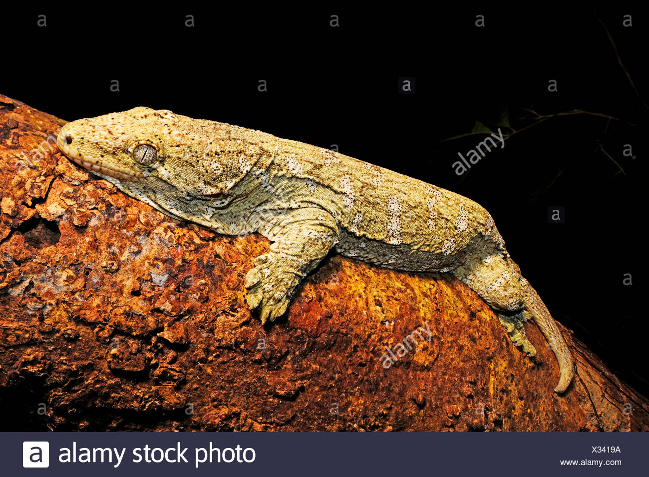 New Caledonia Giant Gecko Rhacodactylus Leachianus Henkeli High ...