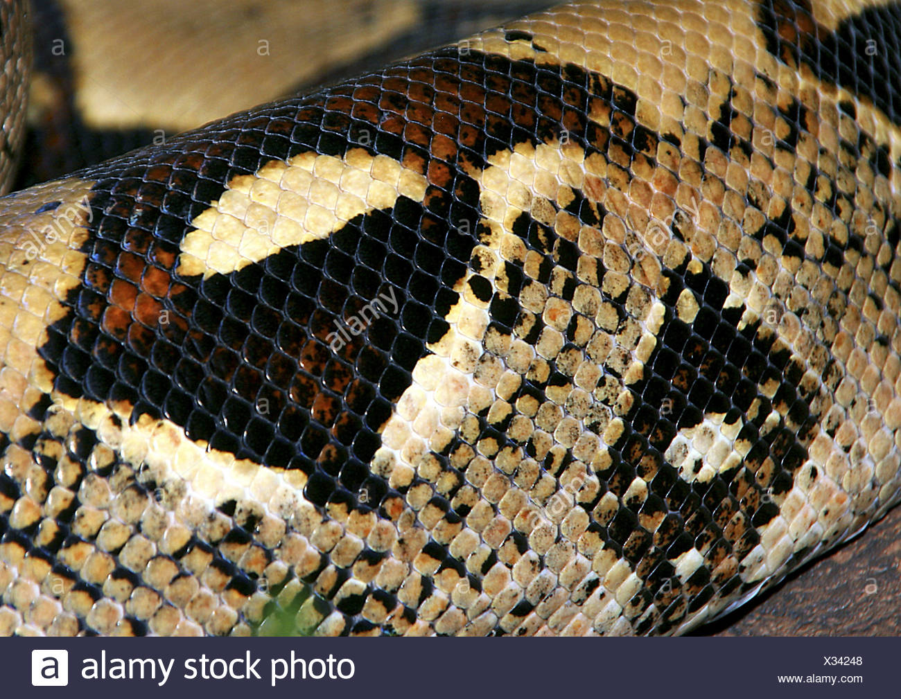 Red Tailed Boa Constrictor High Resolution Stock Photography and Images ...