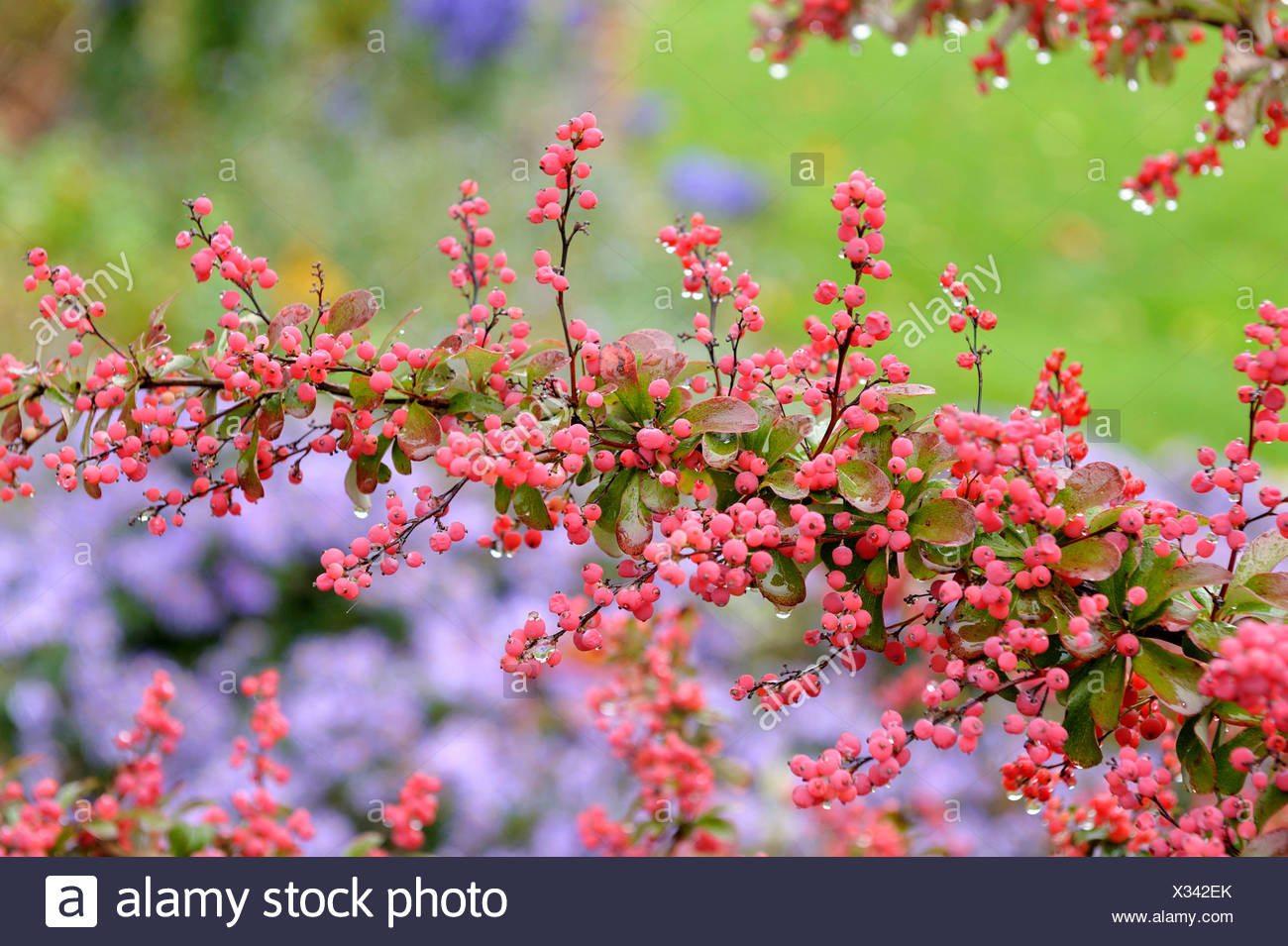 Barberry Fruit High Resolution Stock Photography and Images - Alamy