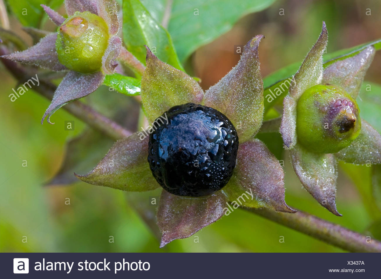Belladonna Deadly Nightshade Belladonna Berry High Resolution Stock ...