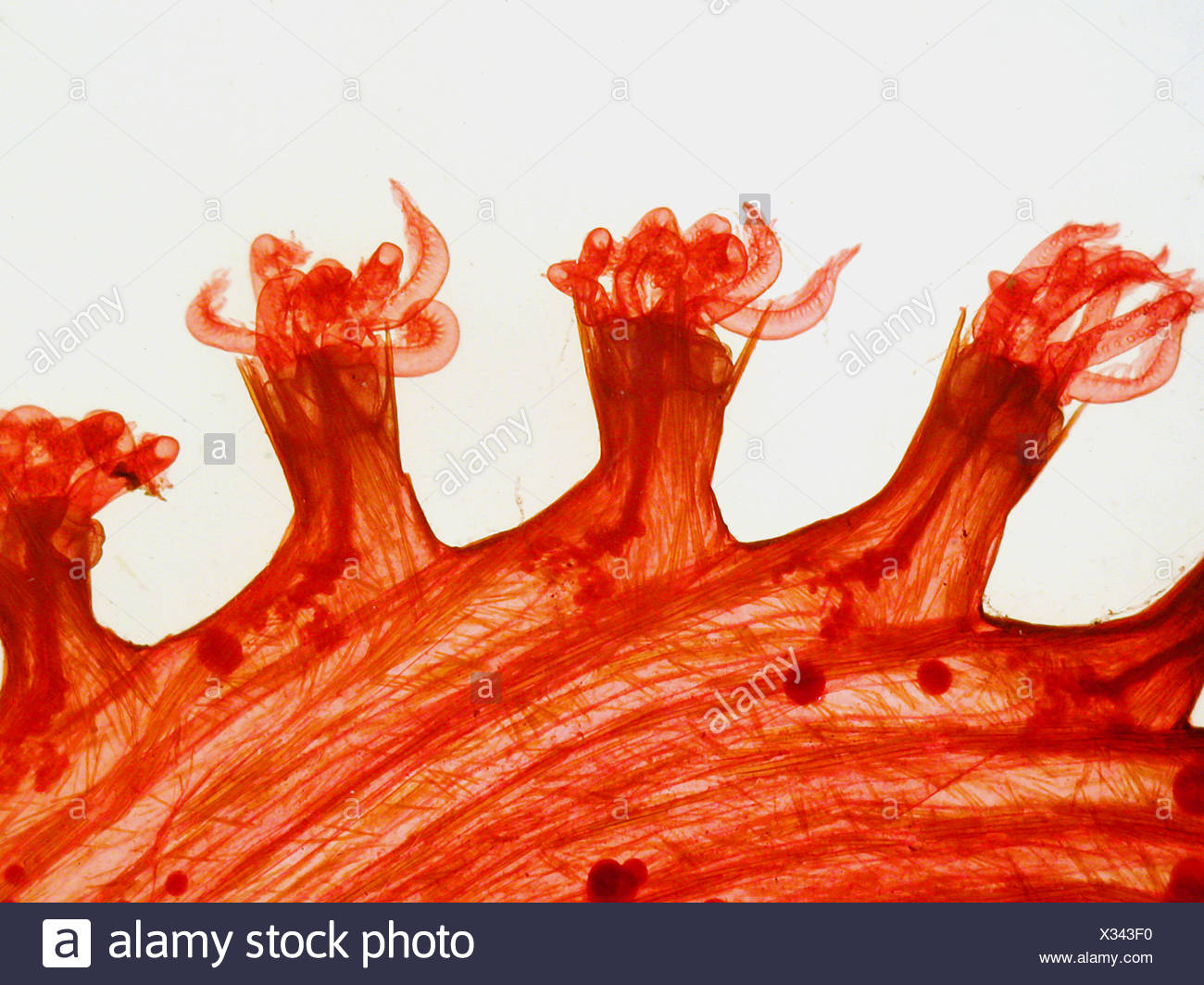 Pennatula Phosphorea High Resolution Stock Photography and Images - Alamy