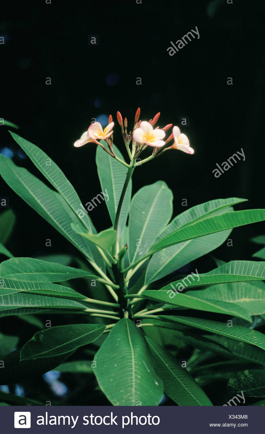 Frangipani Plumeria Rubra High Resolution Stock Photography and Images ...