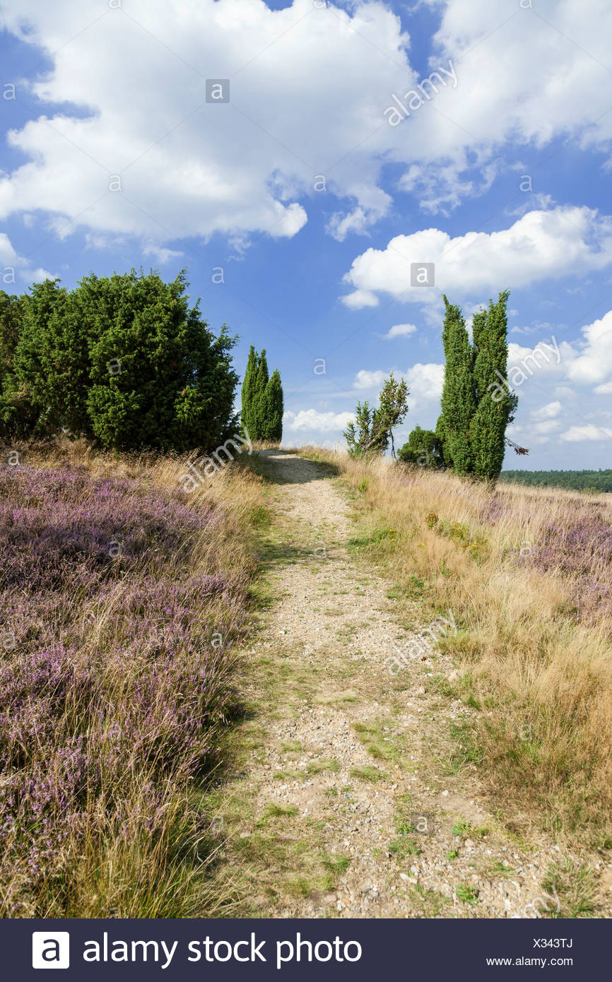 Heath Grass High Resolution Stock Photography and Images - Alamy