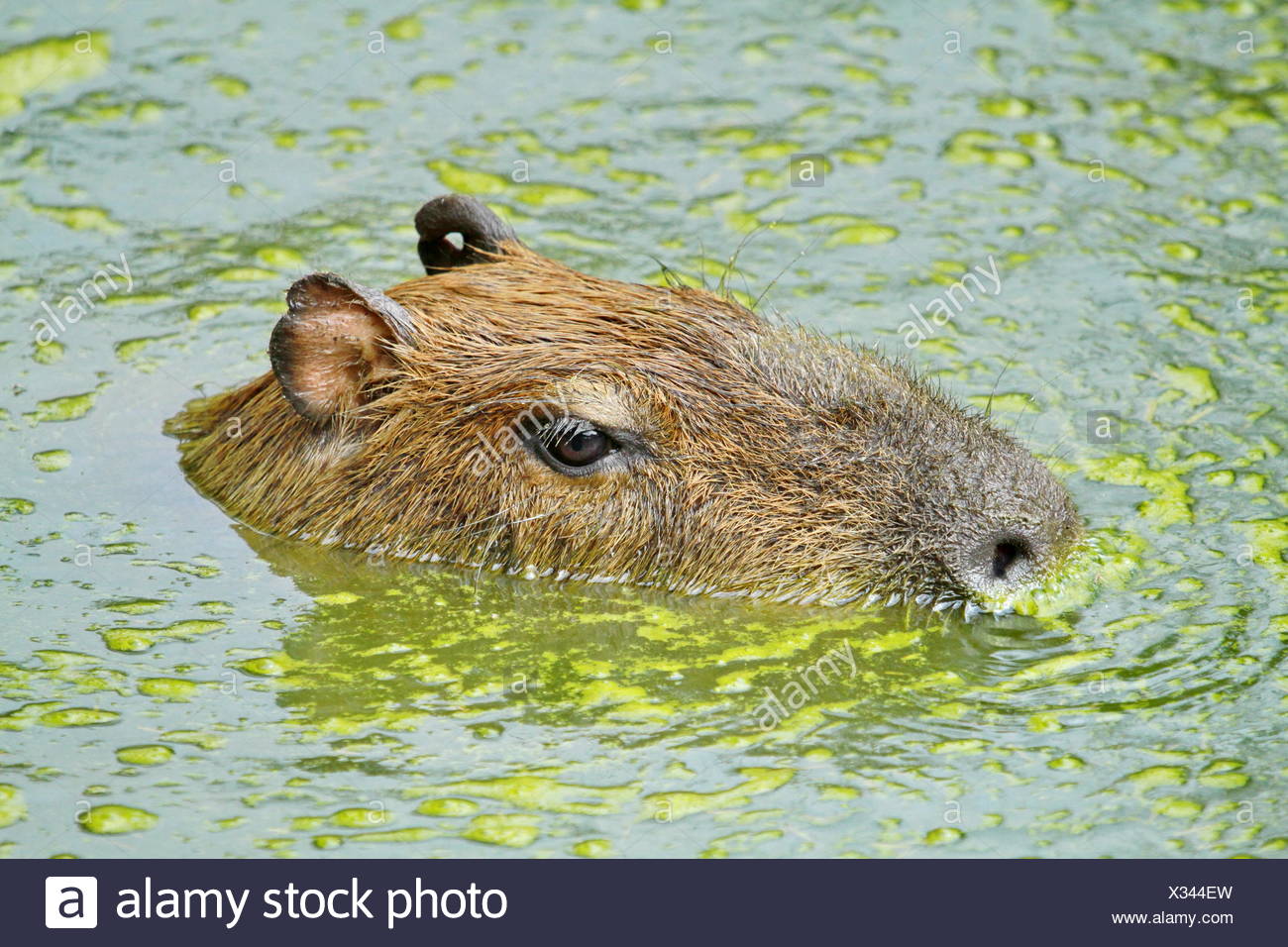 Capybara Portrait Stock Photos & Capybara Portrait Stock Images - Alamy