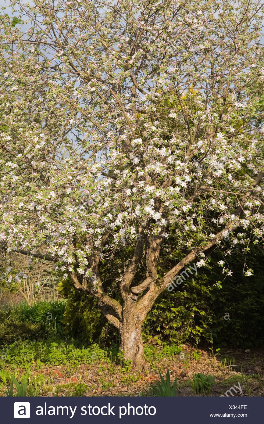 Liberty Tree Stock Photos & Liberty Tree Stock Images - Alamy