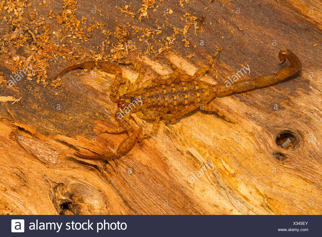 Stinging Tail High Resolution Stock Photography and Images - Alamy
