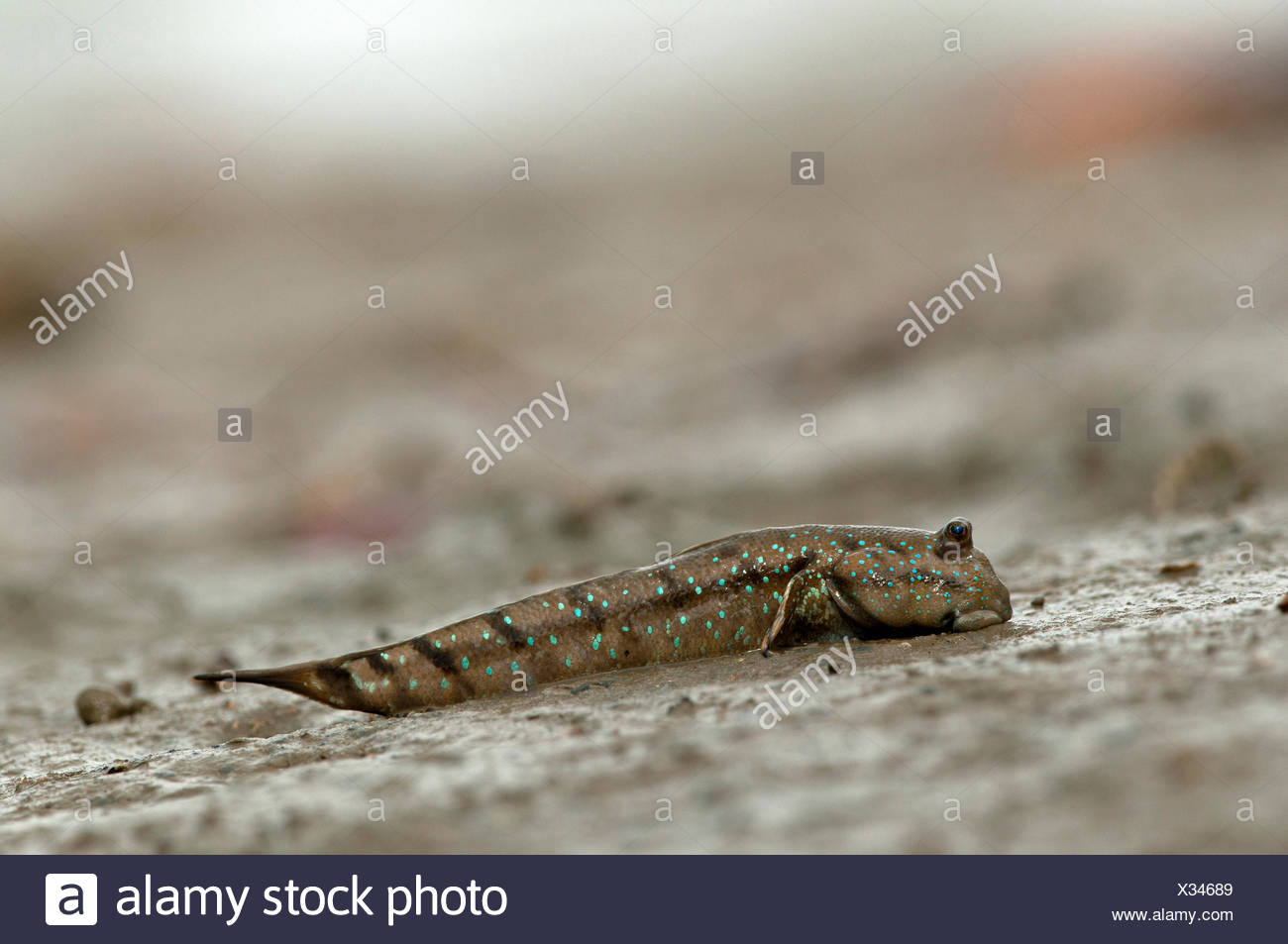 Mudskipper High Resolution Stock Photography and Images - Alamy
