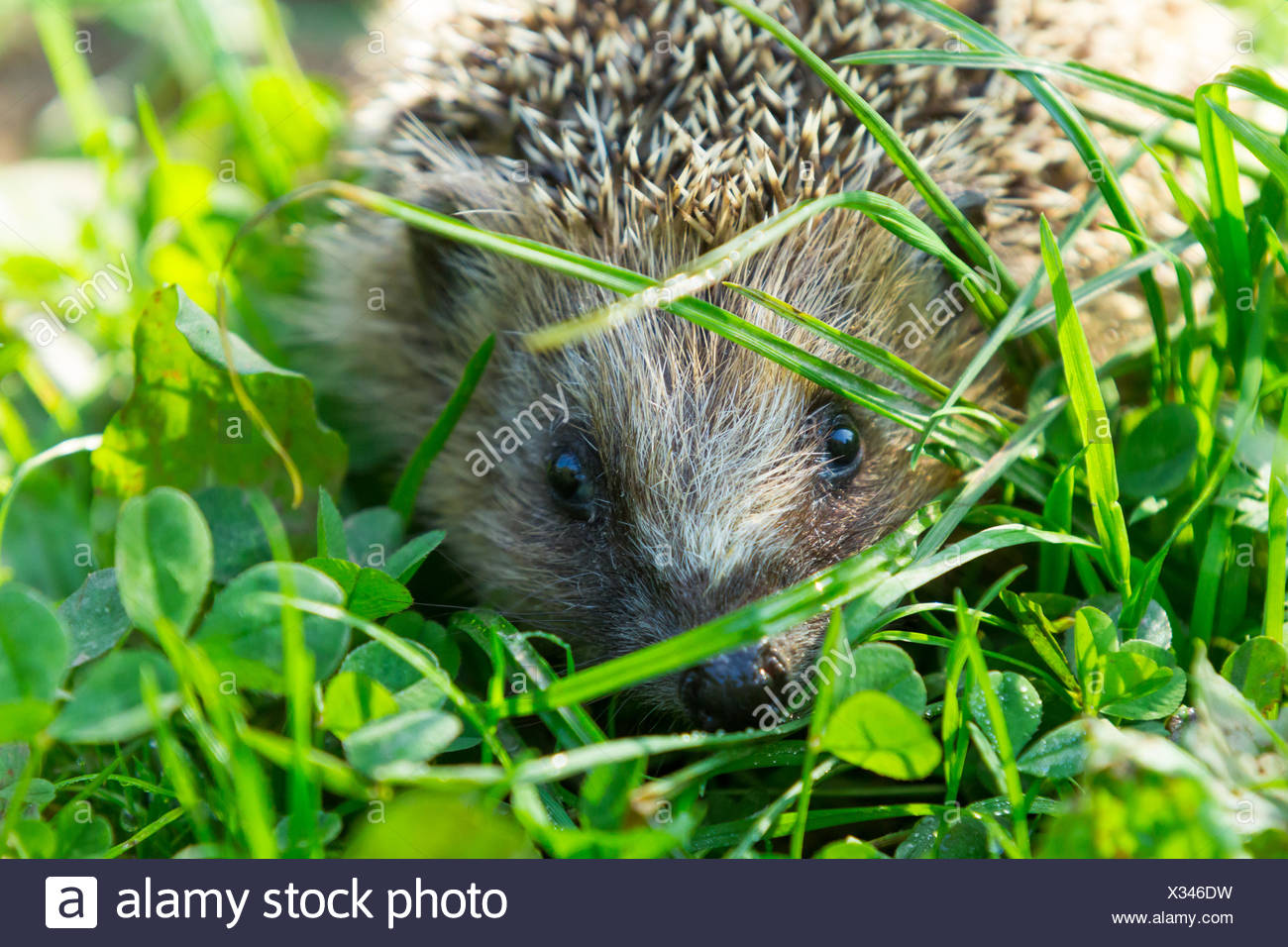 Hedgehog Face High Resolution Stock Photography and Images - Alamy