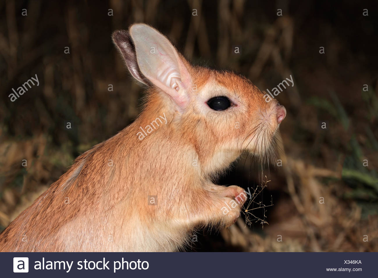 Springhare Stock Photos & Springhare Stock Images - Alamy