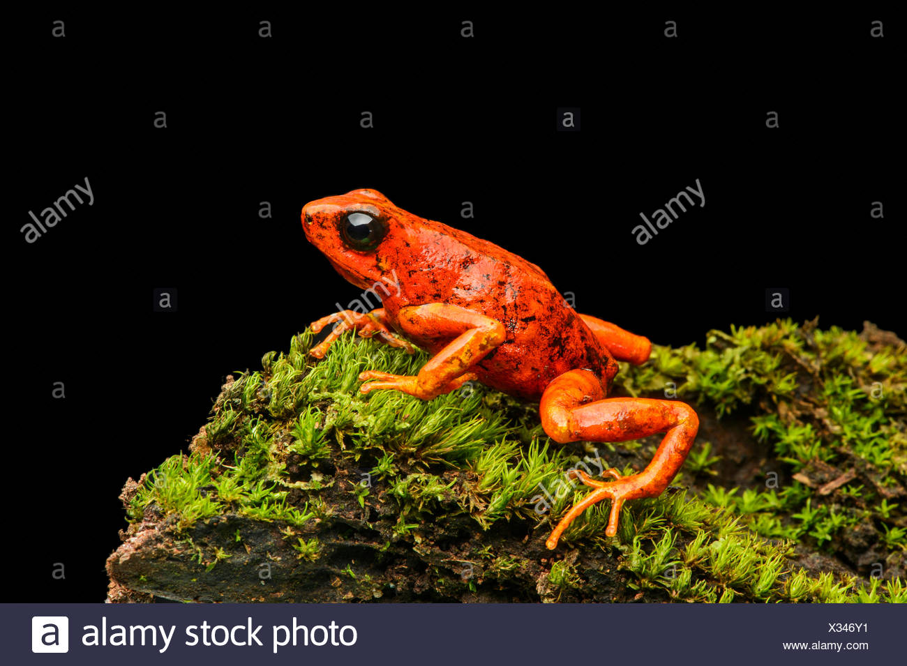 Very Little Which Is High Resolution Stock Photography and Images - Alamy