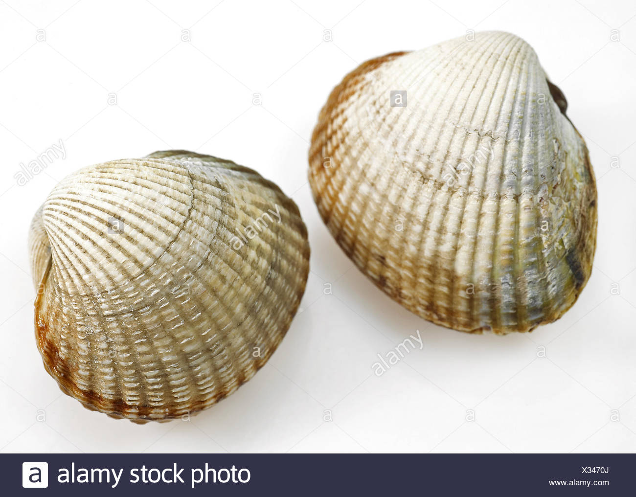 Cockle Cerastoderma Edule High Resolution Stock Photography and Images ...