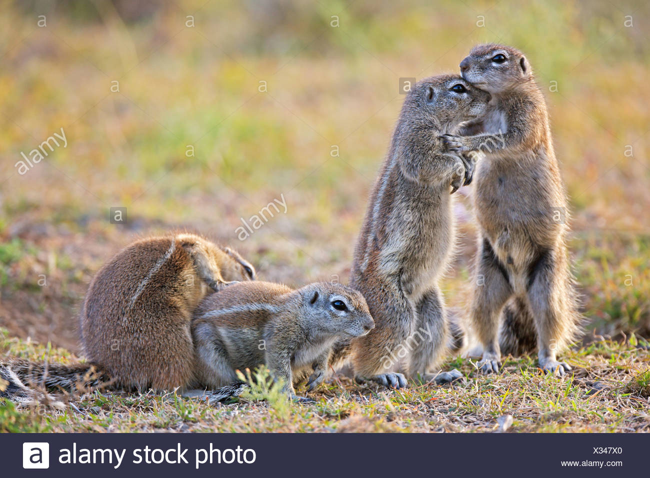 Mountain Ground Squirrel High Resolution Stock Photography and Images ...