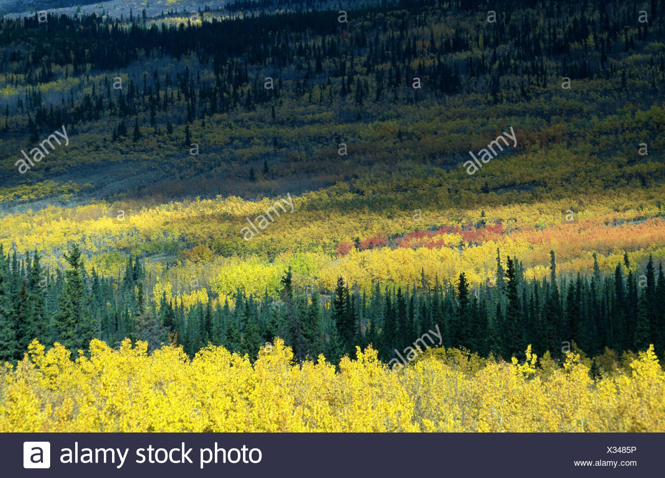 Alaska Summer Birch Forest Stock Photos & Alaska Summer Birch Forest ...