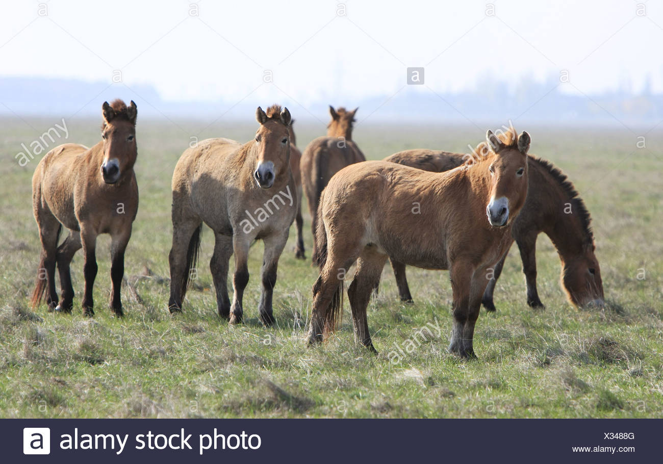 Tarpan High Resolution Stock Photography and Images - Alamy