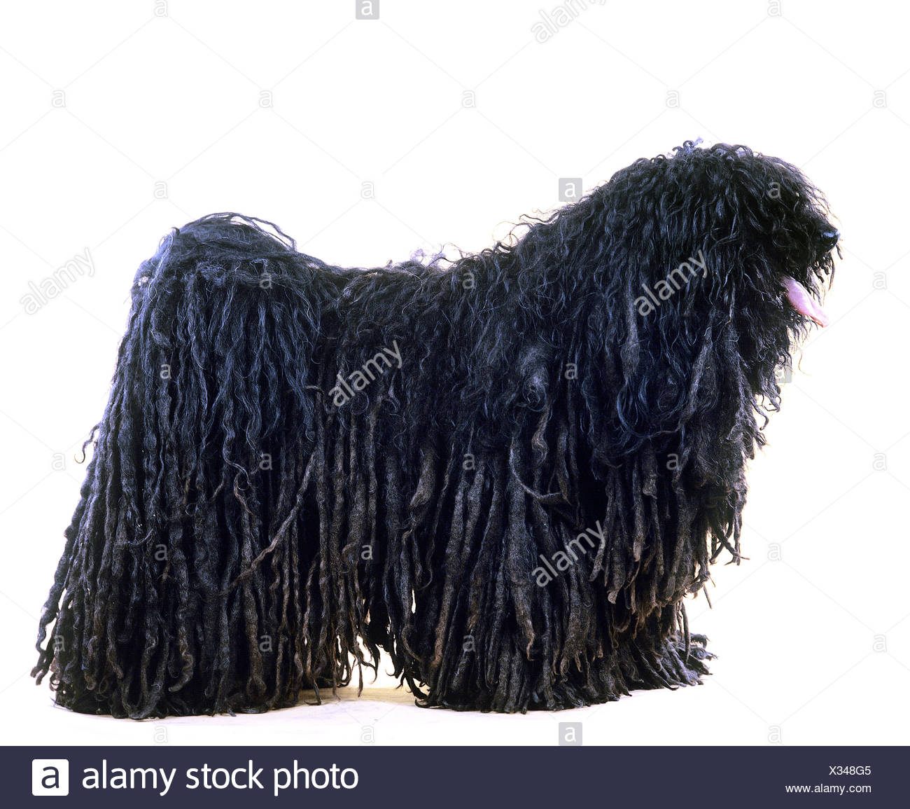 Hungarian Puli Dog Stock Photos & Hungarian Puli Dog Stock Images - Alamy