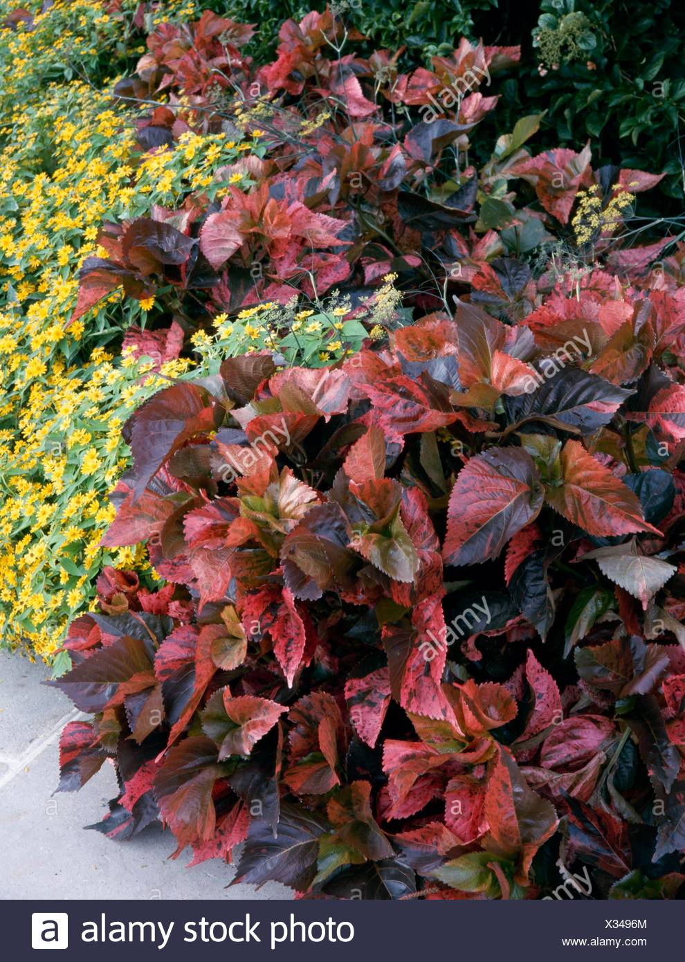 Copperleaf Acalypha Wilkesiana Stock Photos & Copperleaf Acalypha ...