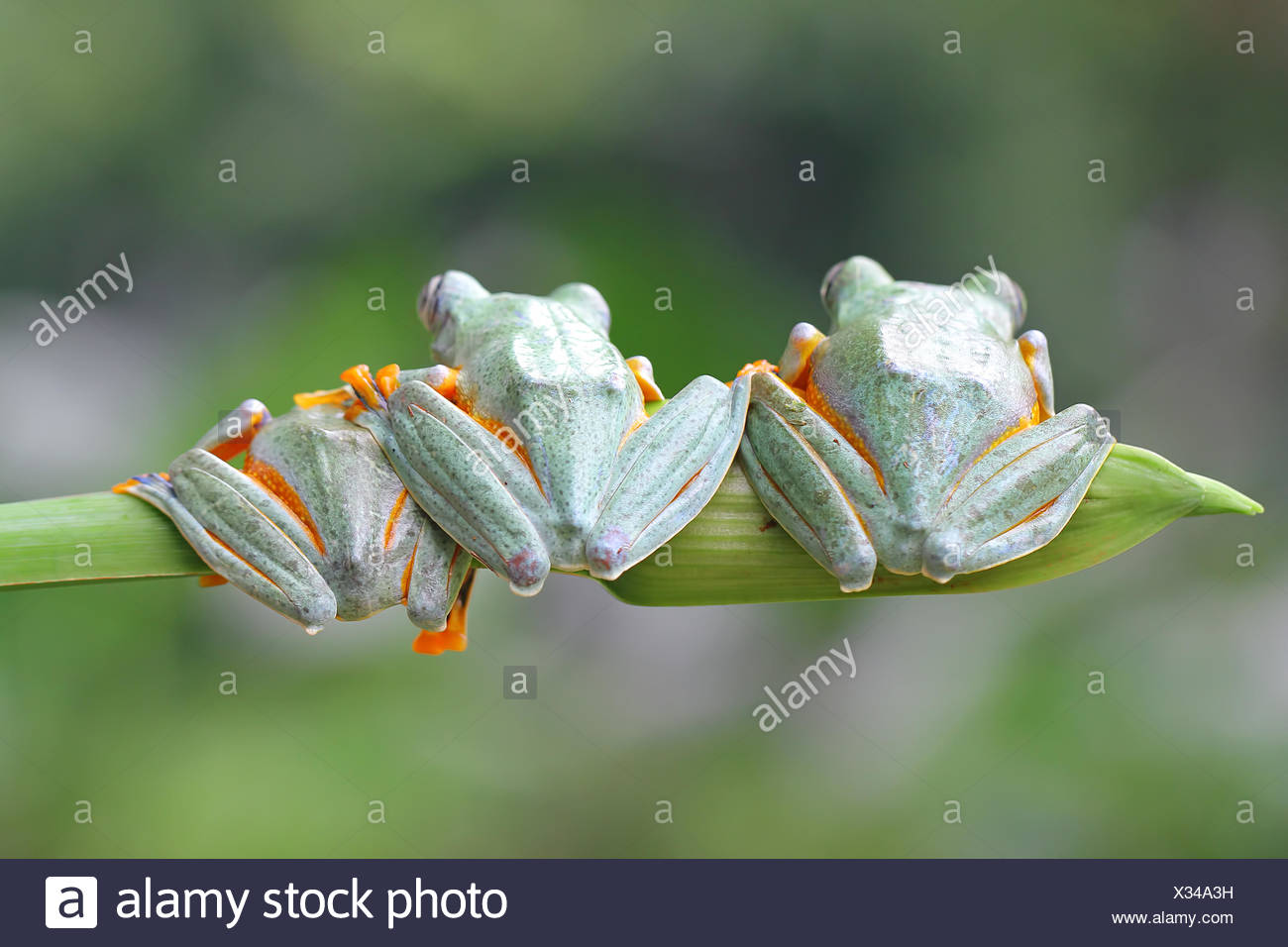 Green Tree Frogs High Resolution Stock Photography and Images - Alamy