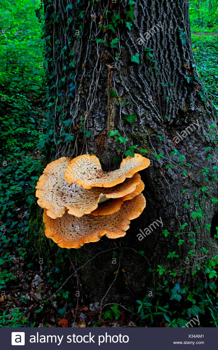 Fruiting Bodies At A Tree Trunk Stock Photos & Fruiting Bodies At A ...