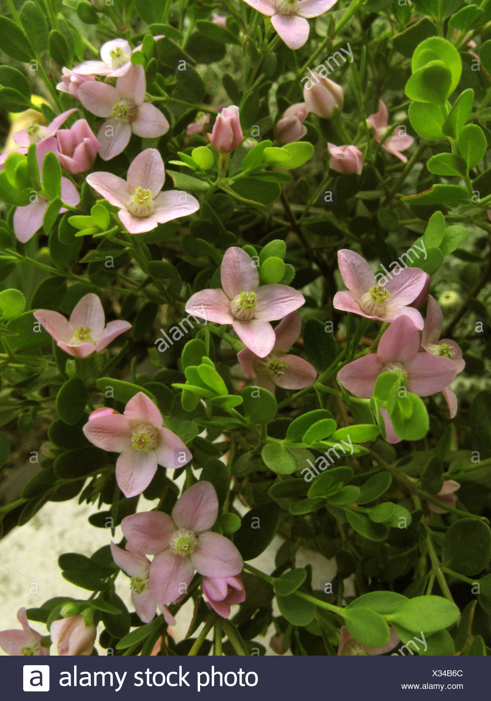 Boronia High Resolution Stock Photography and Images - Alamy