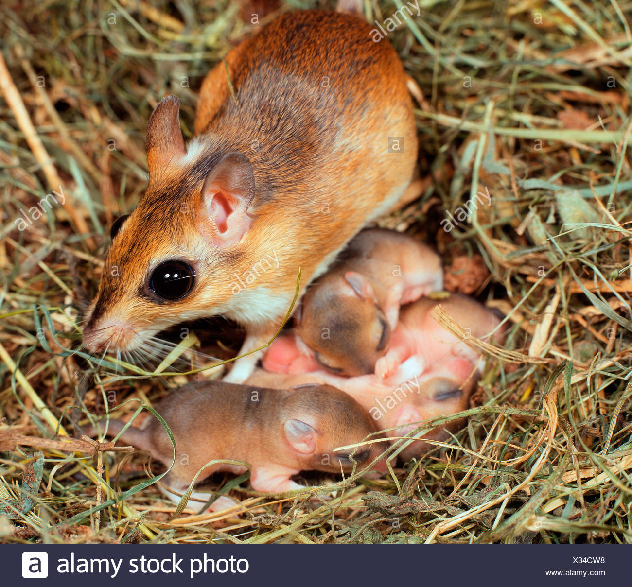 Female Gerbils High Resolution Stock Photography and Images - Alamy