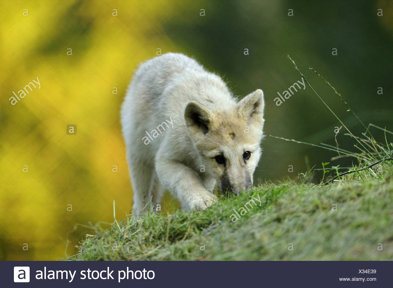 Wolf Sniffing High Resolution Stock Photography and Images - Alamy