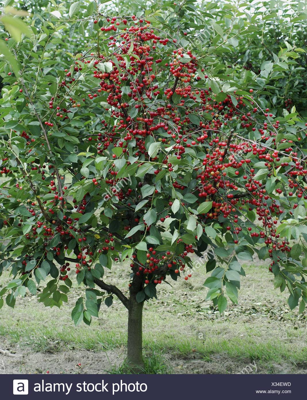 Morello Cherry Trees High Resolution Stock Photography and Images - Alamy