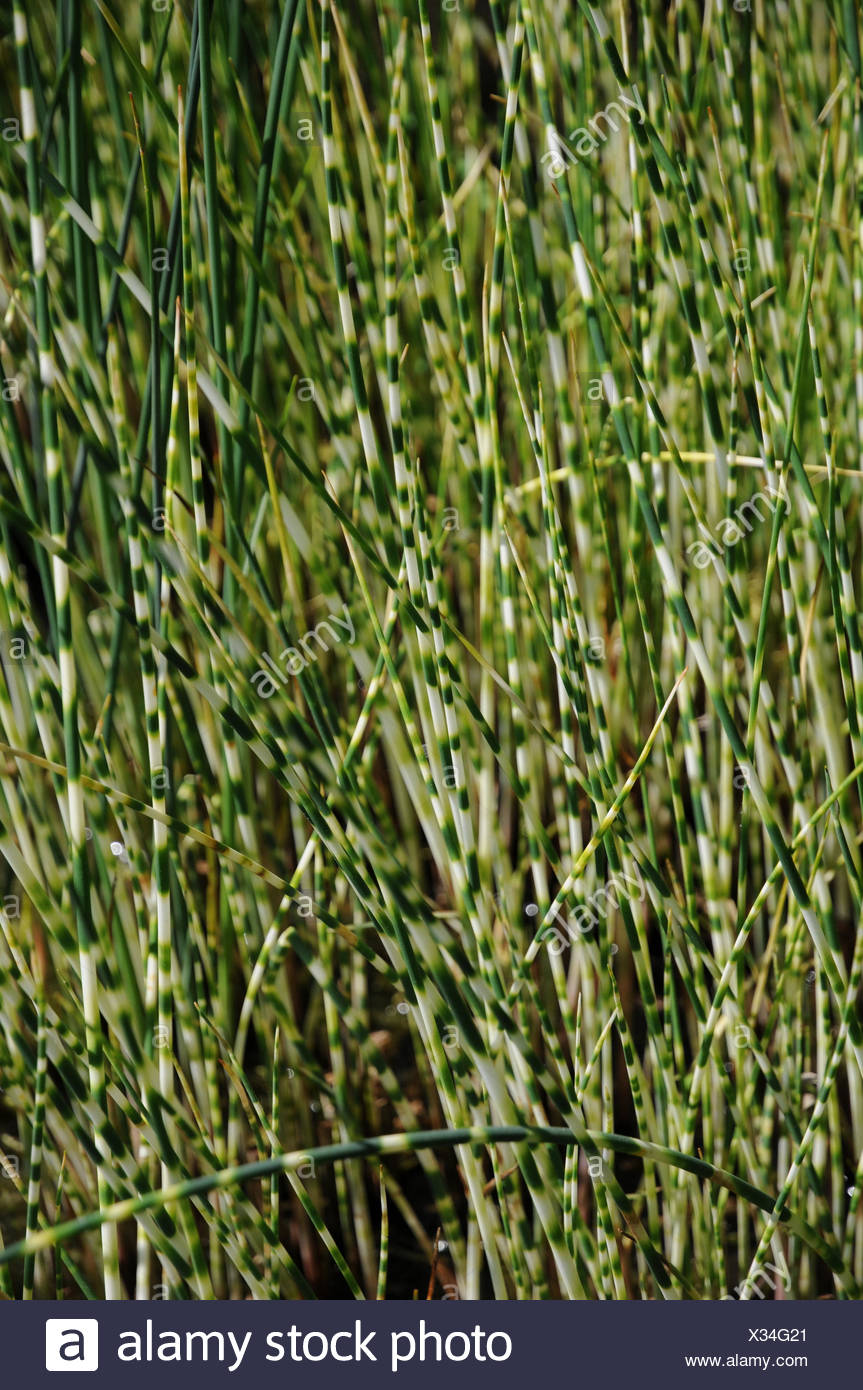 Scirpus Validus High Resolution Stock Photography and Images - Alamy
