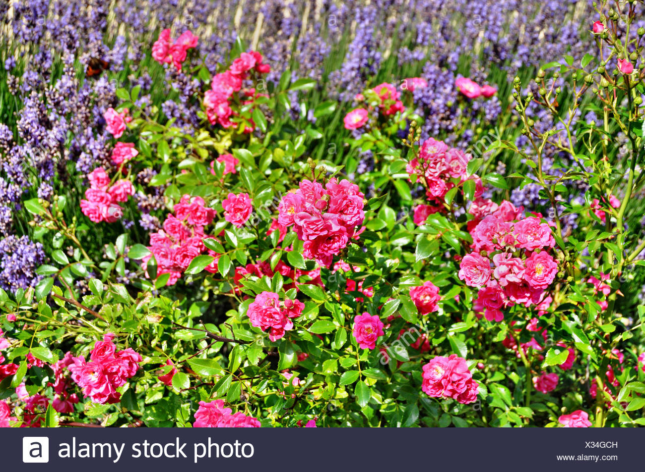 Lavender Roses Stock Photos & Lavender Roses Stock Images - Alamy