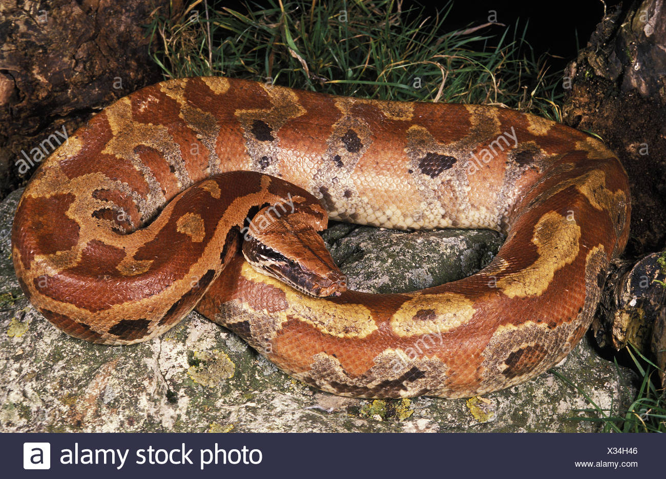 Short Tailed Snake High Resolution Stock Photography and Images - Alamy
