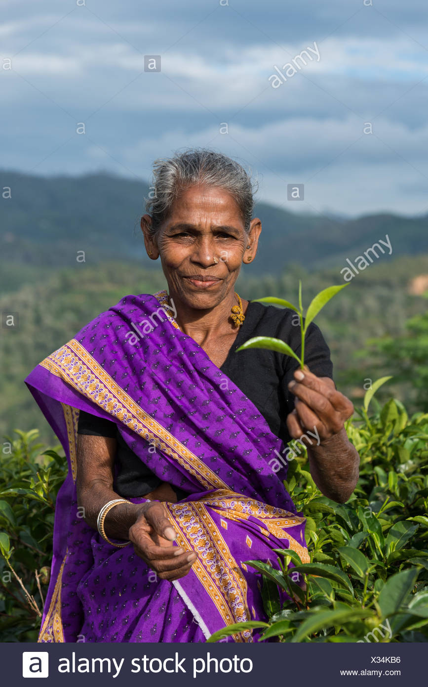 Woman Picking Tea High Resolution Stock Photography and Images - Alamy
